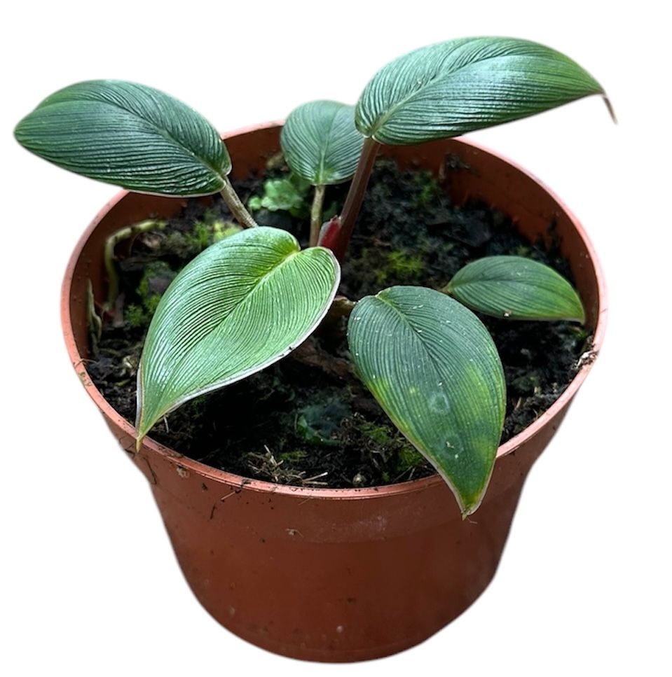 10 - 15cm Homalomena Red Sumatra 10.5cm Pot House Plant – Plants For ...