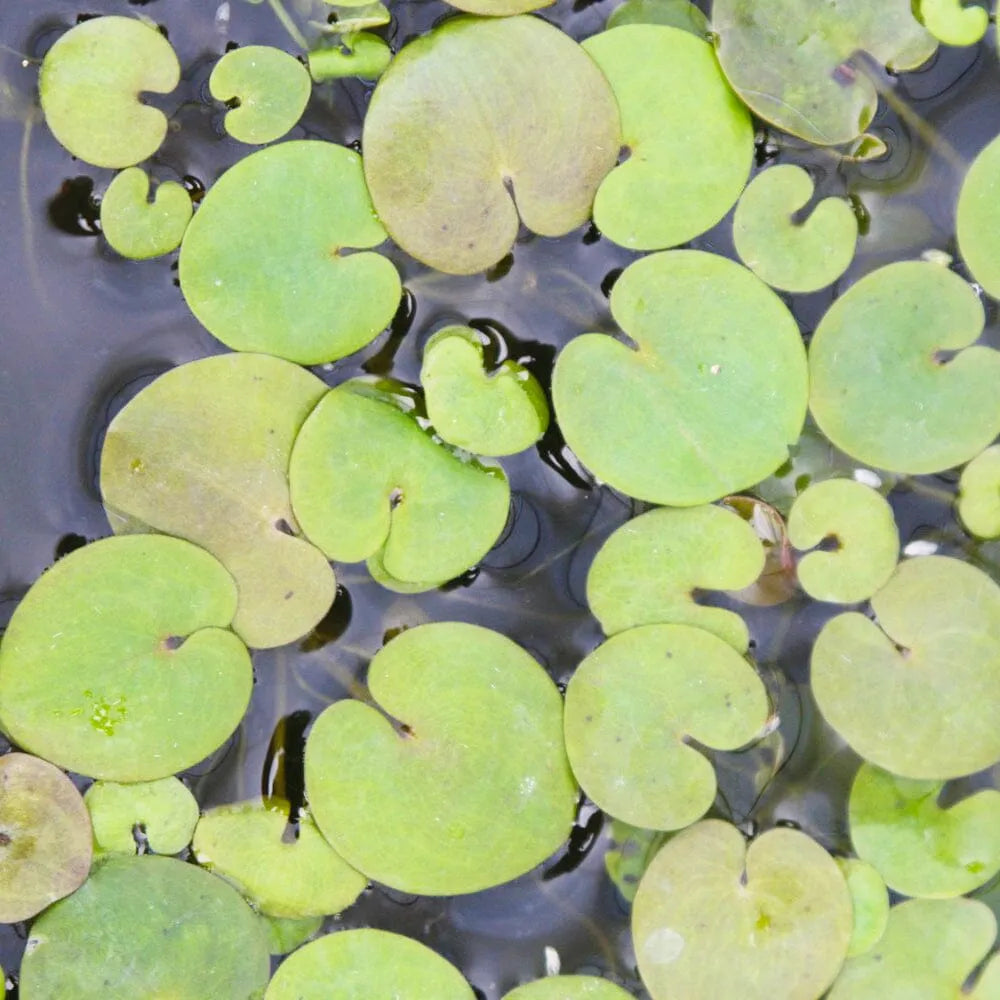 frogbit pond