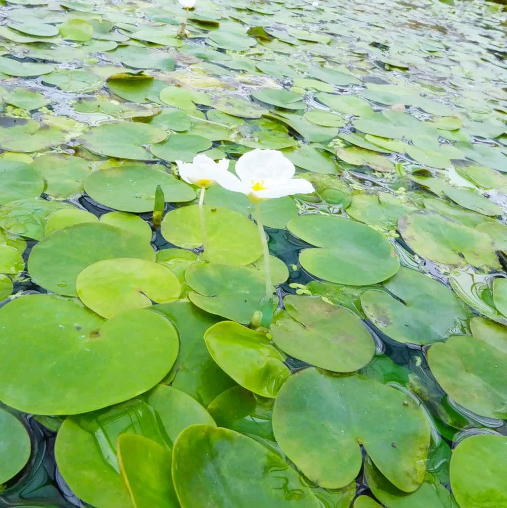 frogbit pond
