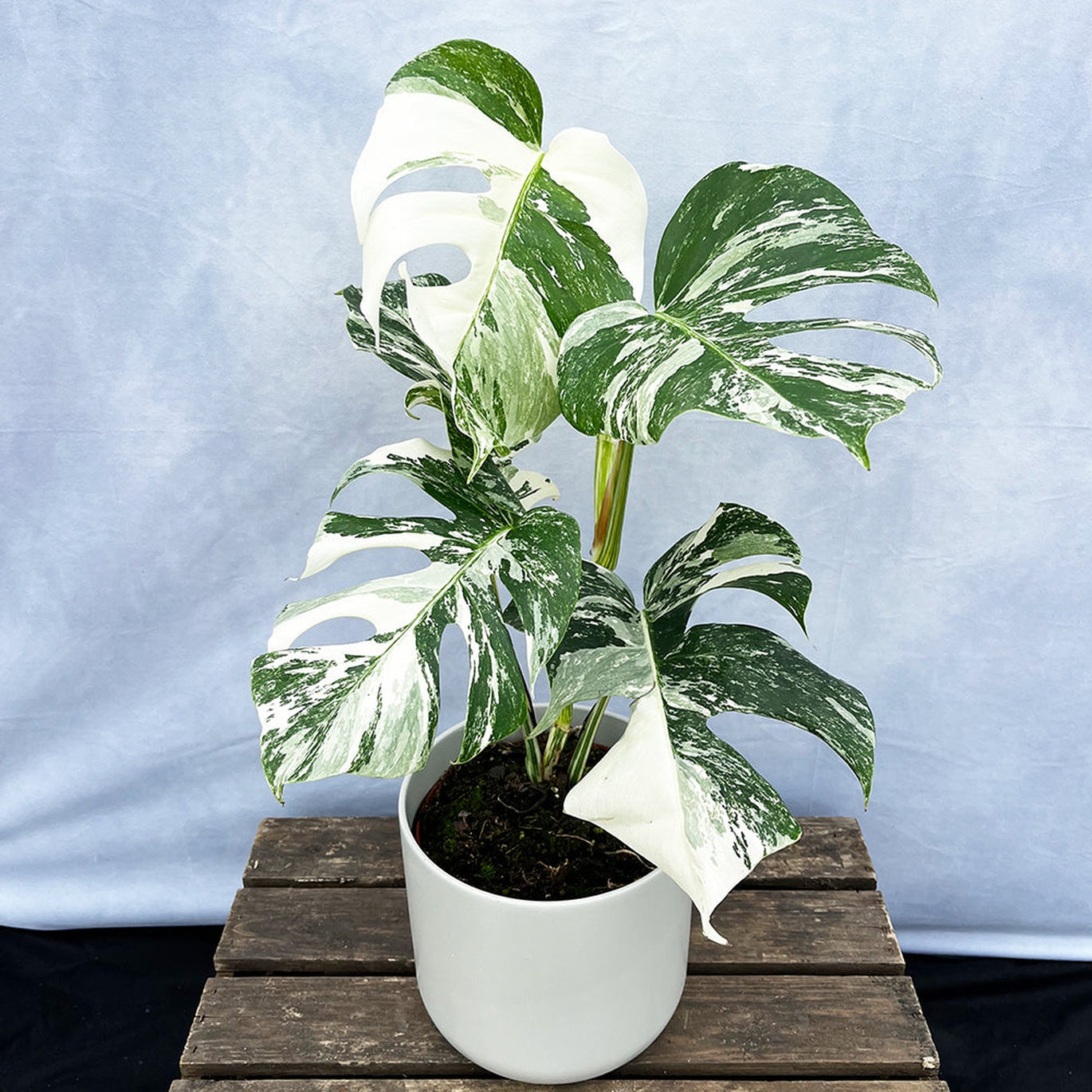 Variegated House Plants – Plants For All Seasons