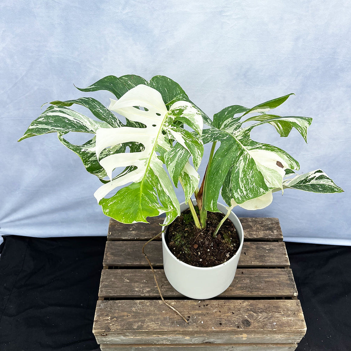 Variegated House Plants – Plants For All Seasons