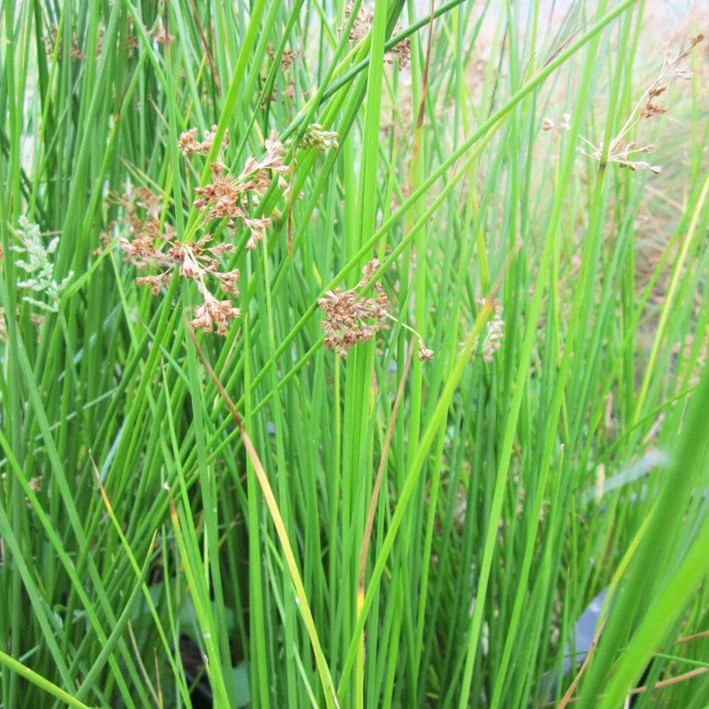 Juncus Effusus Aquatic Pond Plant - Soft Rush – Plants For All Seasons