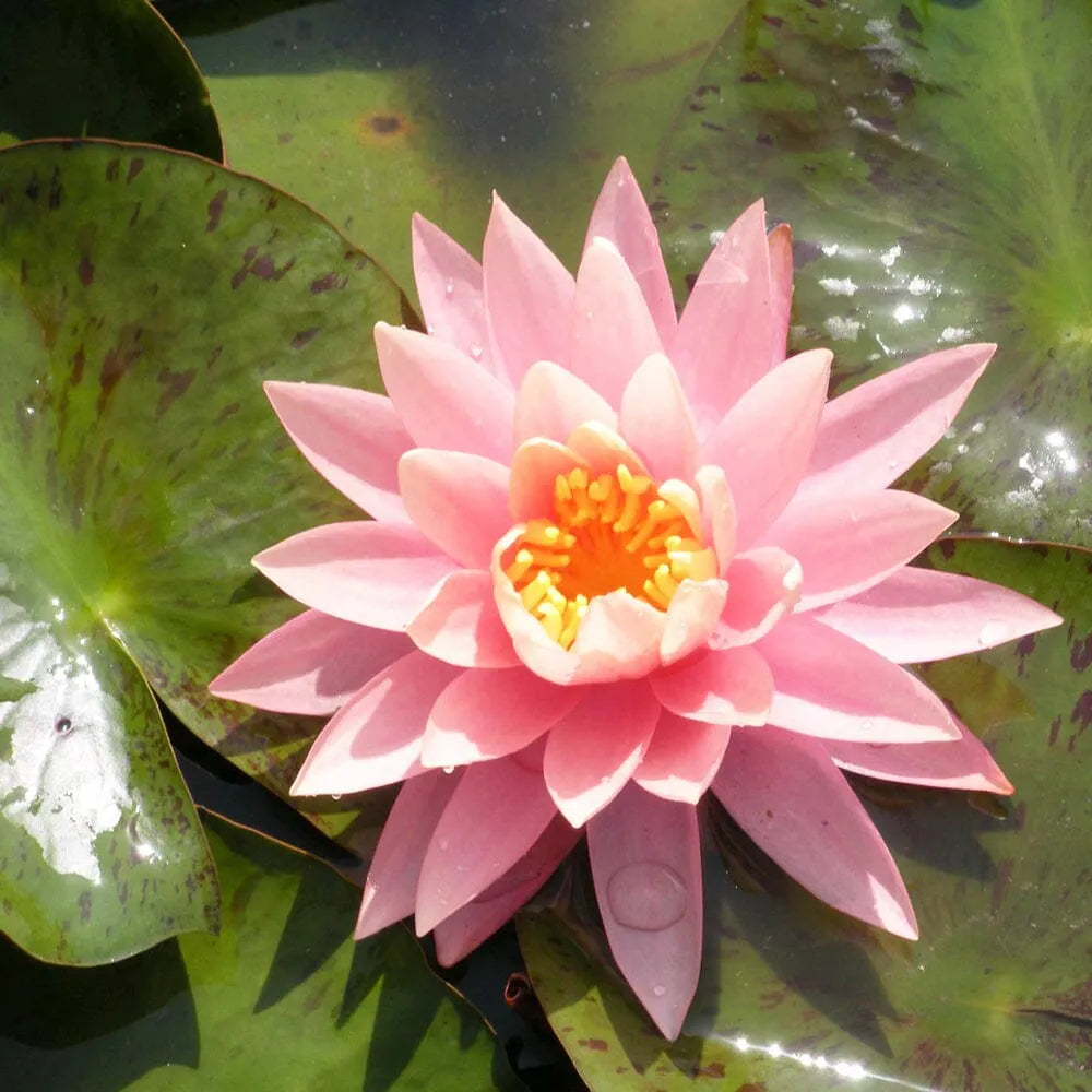 Nymphaea Sunny Pink Aquatic Pond Plant - Water Lily – Plants For All ...