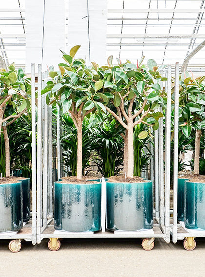 Tall Office Plants – Plants For All Seasons