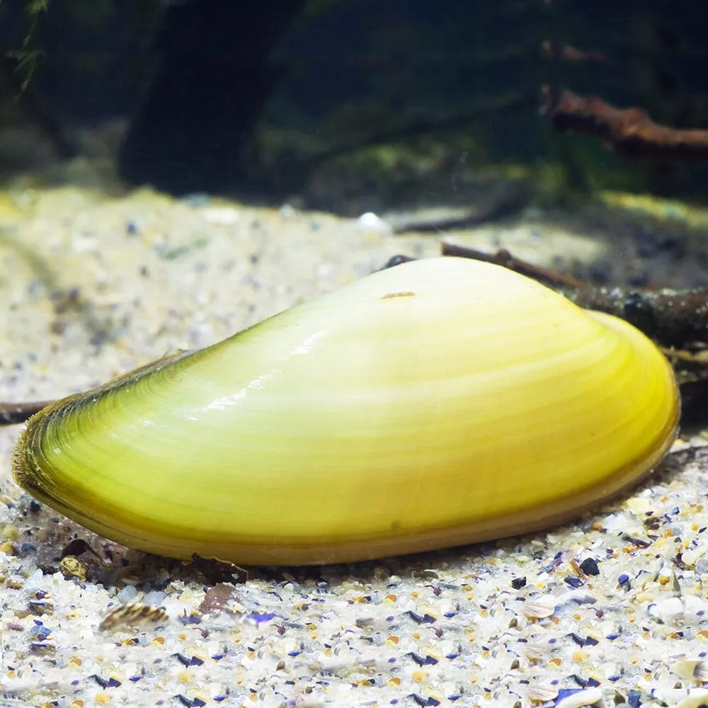 Painter Mussels Aquatic Pond Molluscs – Plants For All Seasons