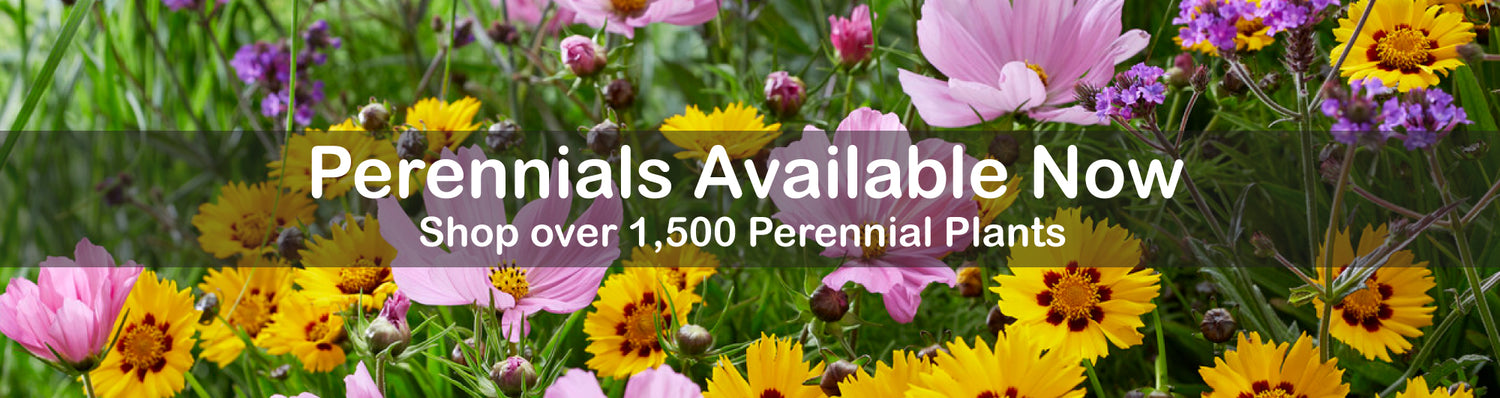 Buy Plants Online, Delivered To Your Door | Plants for all Seasons ...