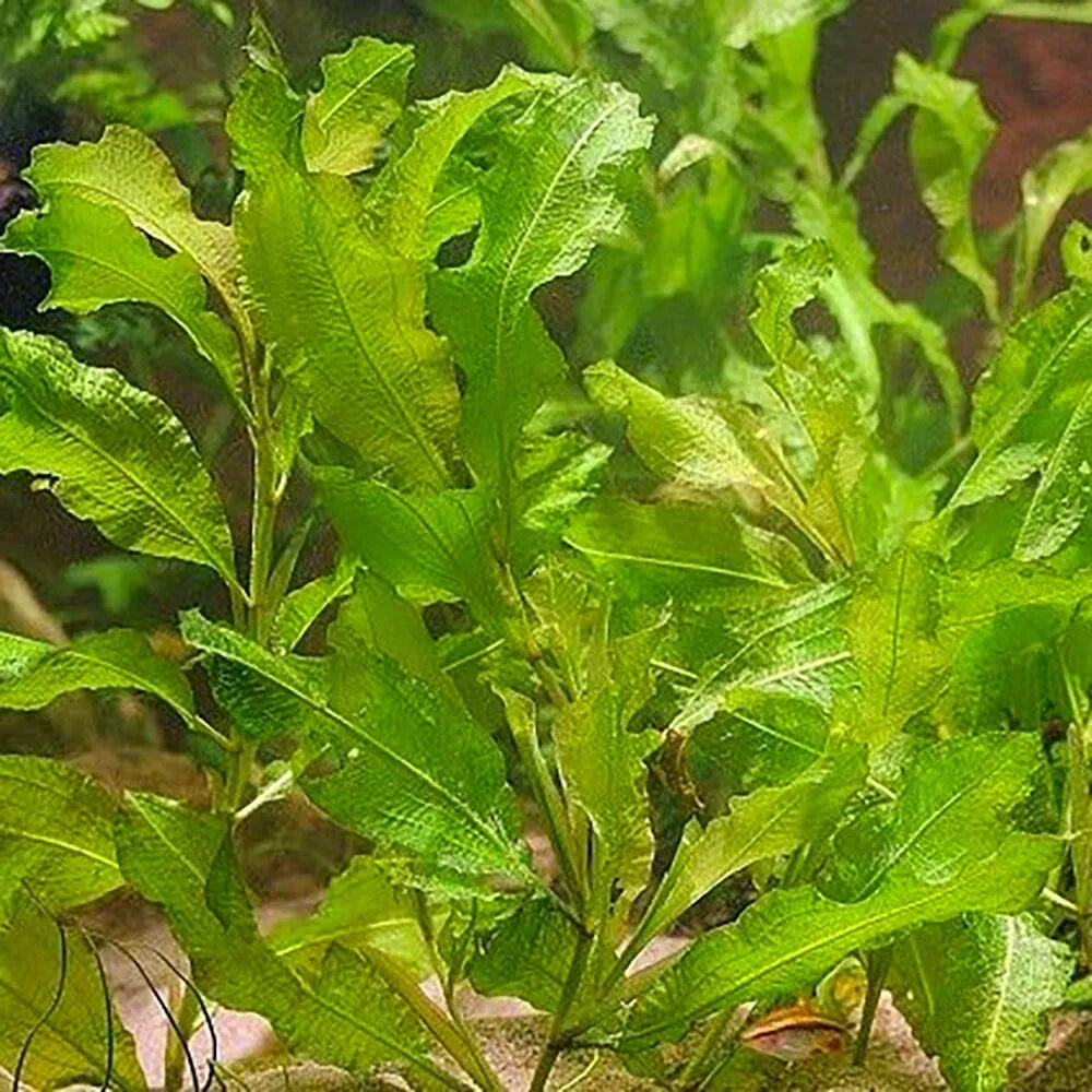 Potamogeton Lucens Aquatic Pond Plant - Sining Pondweed – Plants For ...