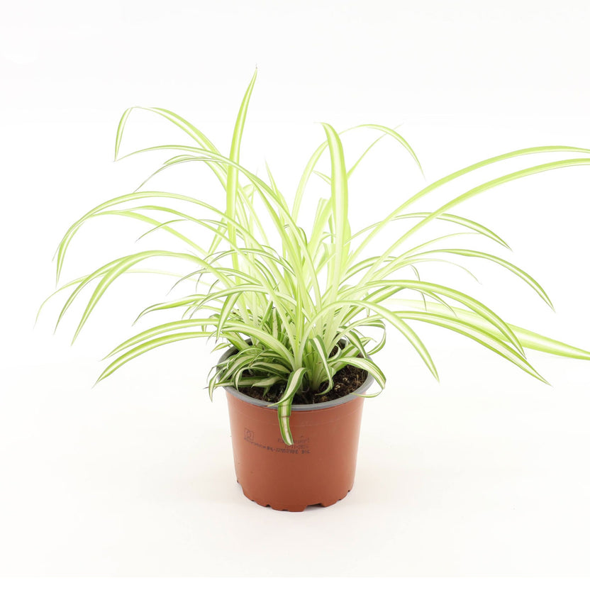 Wholesale Trolley Builder – Build Your Own Houseplant Display – Plants ...