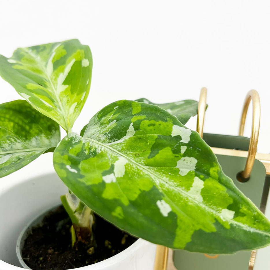 Variegated House Plants – Plants For All Seasons