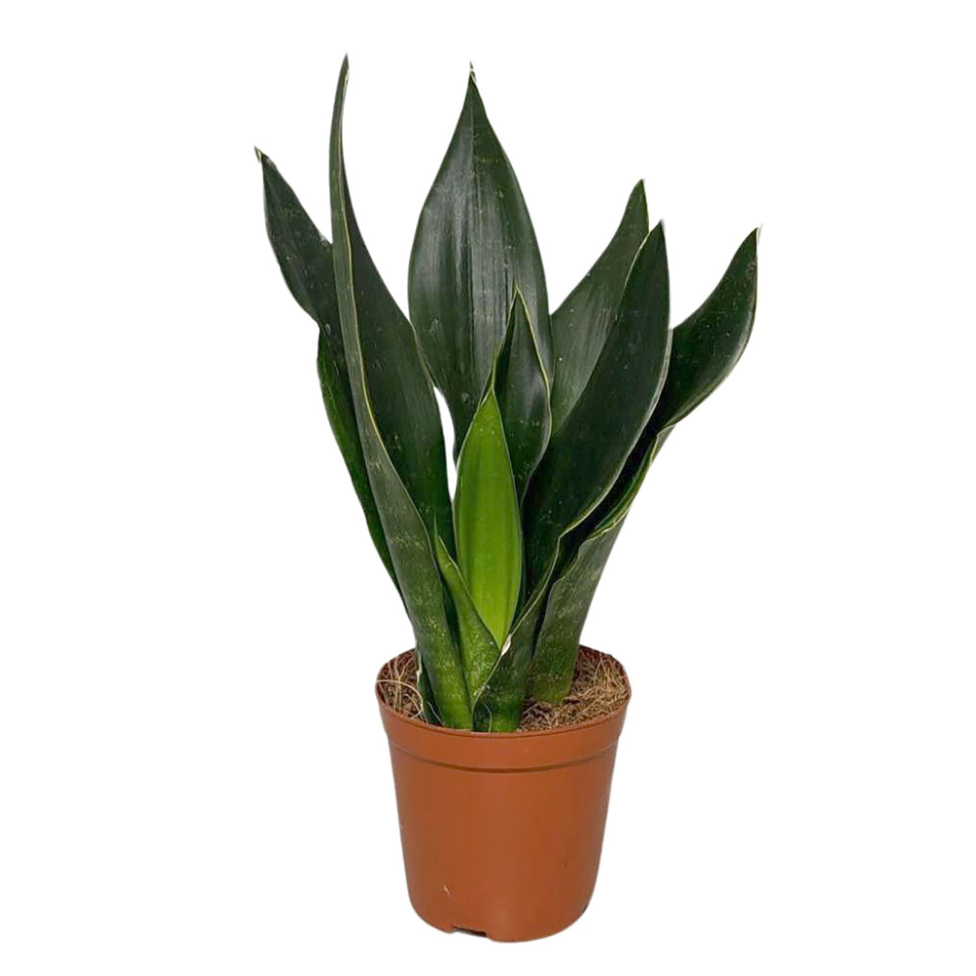 Houttuynia Cordata Chameleon Aquatic Pond Plant - Chameleon Plant ...