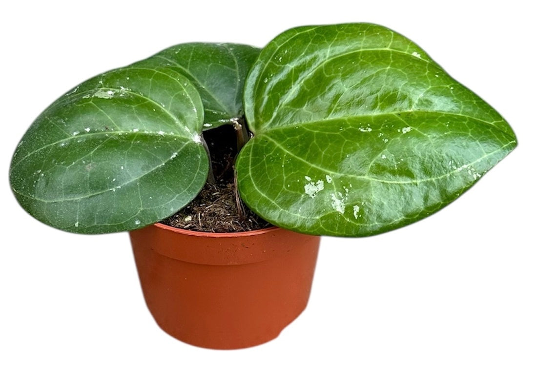 Hoya Sarawak Cream 10.5cm Pot 10cm Height House Plant – Plants For All ...