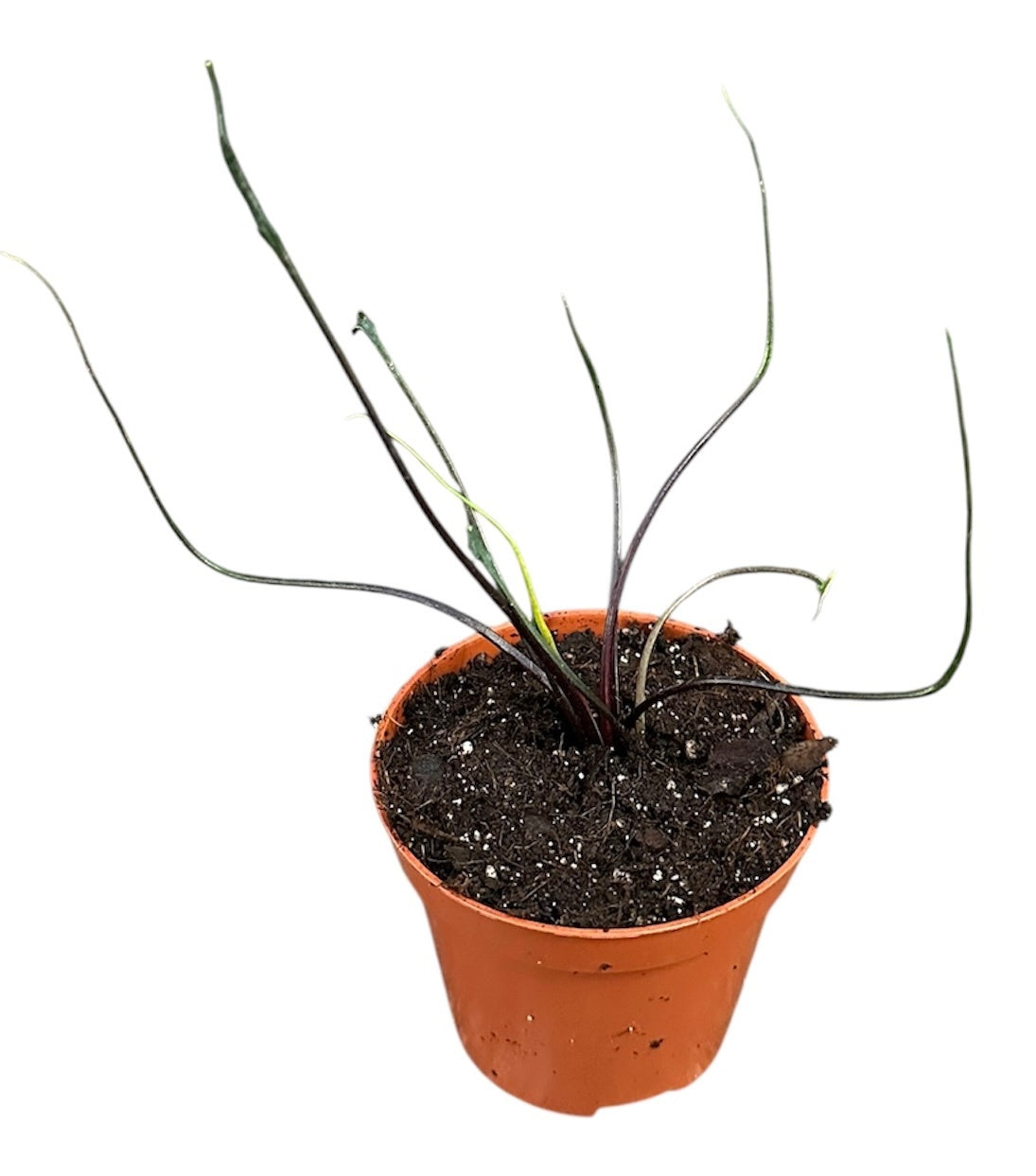 Alocasia Flying Squid 8cm Pot 10cm Height House Plant – Plants For All ...