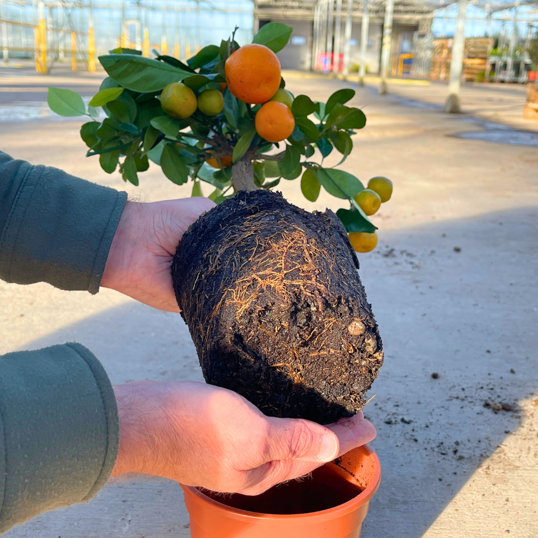 Mini Calamondin – Plants For All Seasons