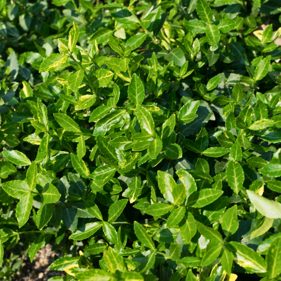 Euonymus Green Spire – Plants For All Seasons