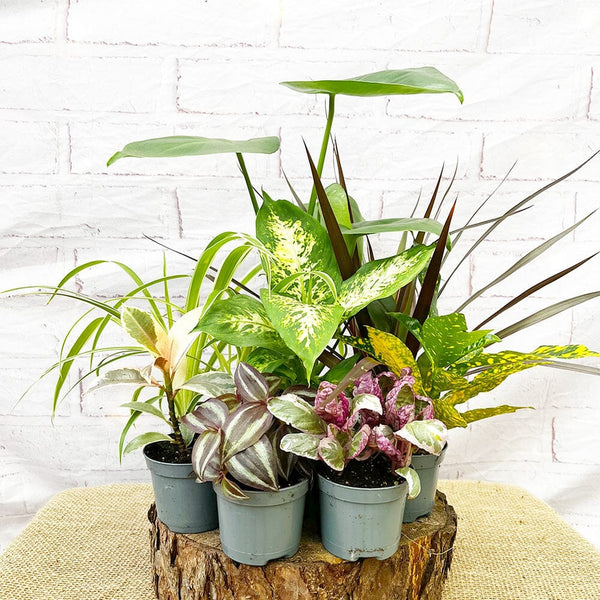 9 x 9cm Mixed Houseplants Box – Plants For All Seasons