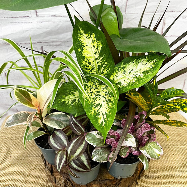 9 x 9cm Mixed Houseplants Box – Plants For All Seasons