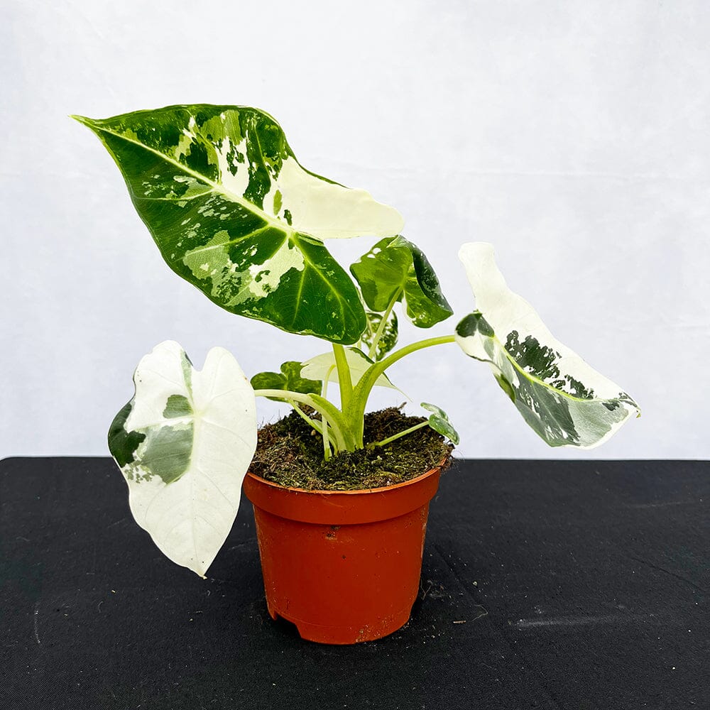 Variegated Alocasia Frydek Elephant Ear Albo Variegata 9cm Pot – Plants ...