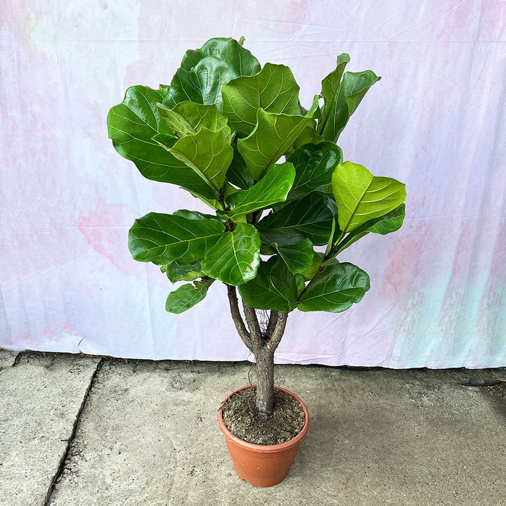 Ficus Lyrata – Plants For All Seasons