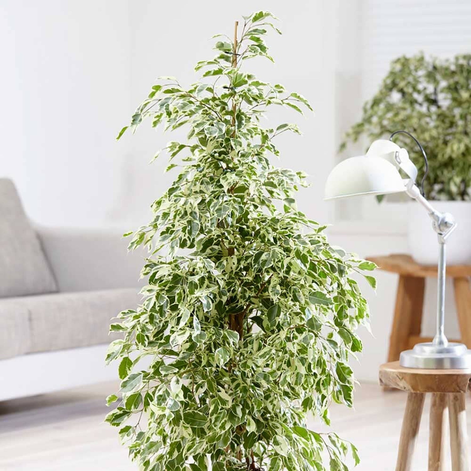 135 - 150cm Ficus Twilight Rubber Plant 27cm Pot House Plant – Plants ...