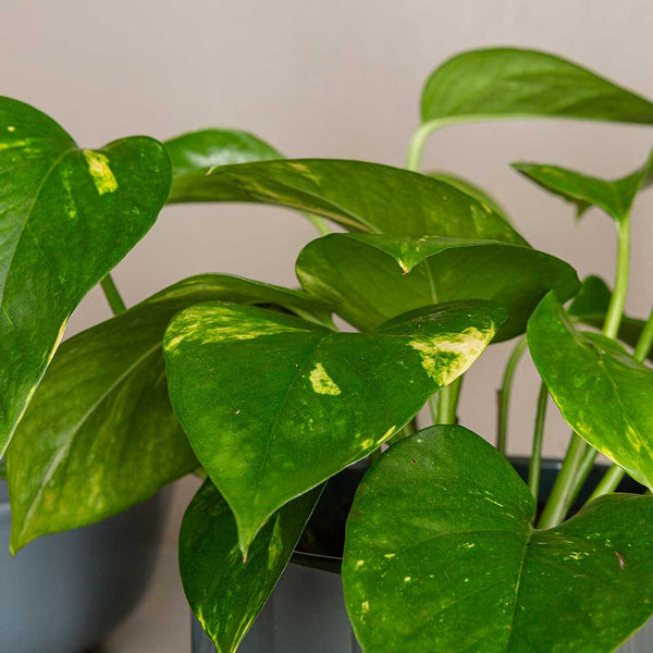 15 - 25cm Epipremnum Aureum Pothos 12cm Pot House Plant – Plants For ...