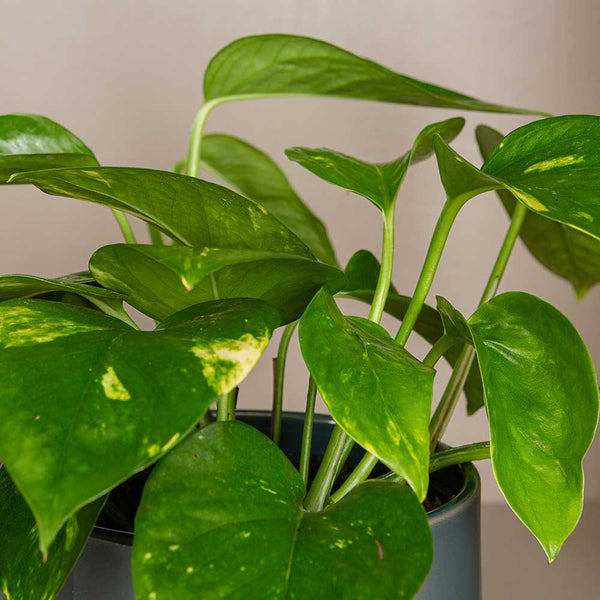 15 - 25cm Epipremnum Aureum Pothos 12cm Pot House Plant – Plants For ...