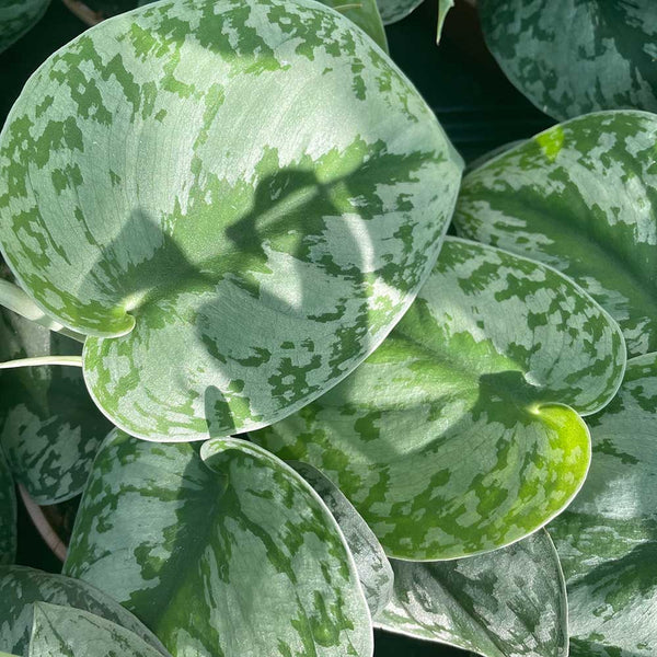 15 - 25cm Epipremnum Exotica Pothos 12cm Pot House Plant – Plants For ...