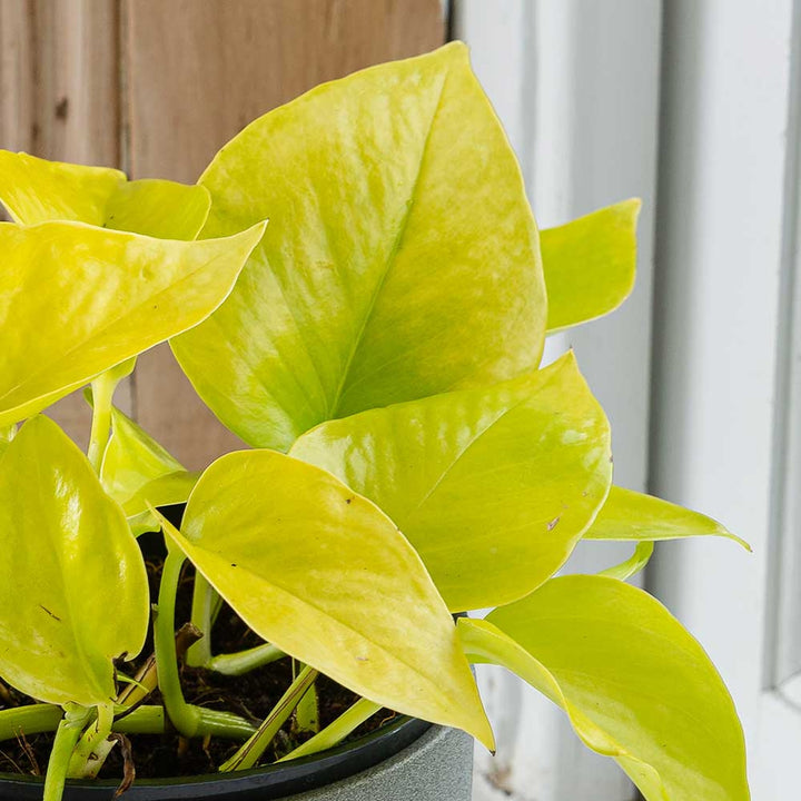 Pothos sunlight requirements: A complete guide – Plants For All Seasons