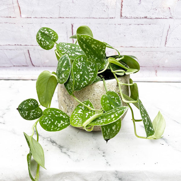 15 - 25cm Epipremnum Pictus Argyraeus Silver Pothos 12cm Pot House Pla ...