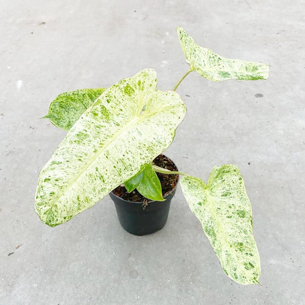 15 - 25cm Philodendron Paraiso Verde Variegated House Plant 12cm Pot ...