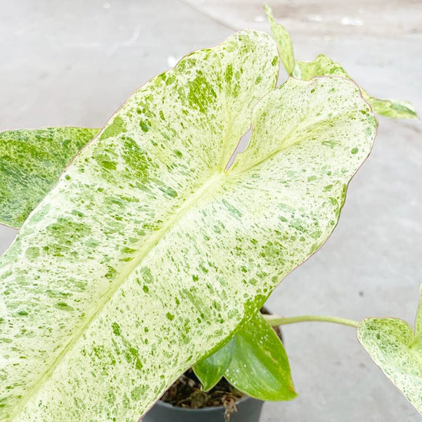 15 - 25cm Philodendron Paraiso Verde Variegated House Plant 12cm Pot ...