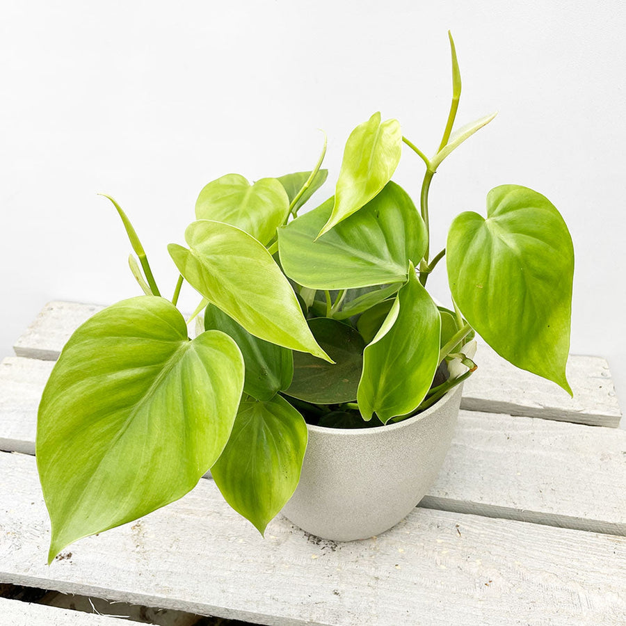 Pothos sunlight requirements: A complete guide – Plants For All Seasons