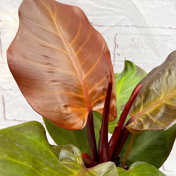 15 - 25cm Philodendron Sunlight House Plant 12cm Pot – Plants For All ...