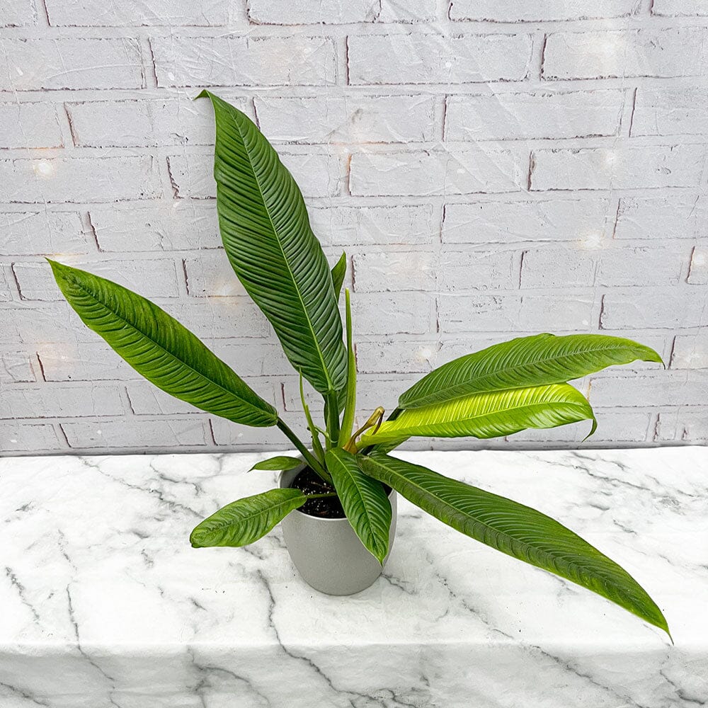 40 - 50cm Philodendron Campii Lynette 14cm Pot House Plant – Plants For ...