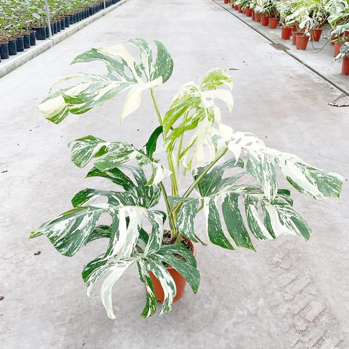 Variegated Monstera – Plants For All Seasons