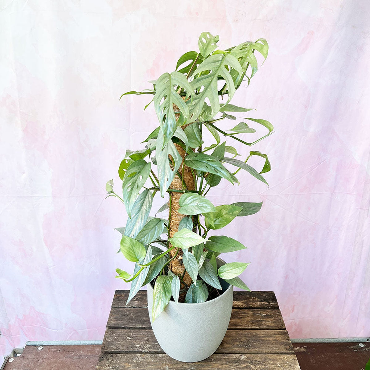 55 - 65cm Epipremnum Cebu Blue on Mosspole Pothos 17cm Pot House Plant ...