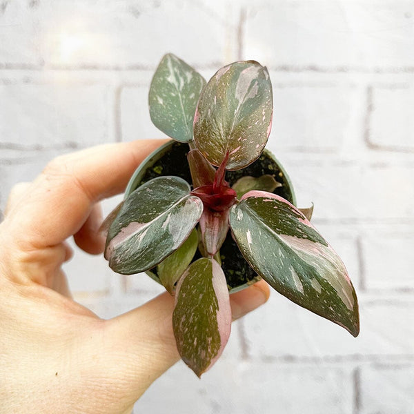 Highly Variegated/ Marble Pink Princess House Plant 6cm Pot – Plants ...