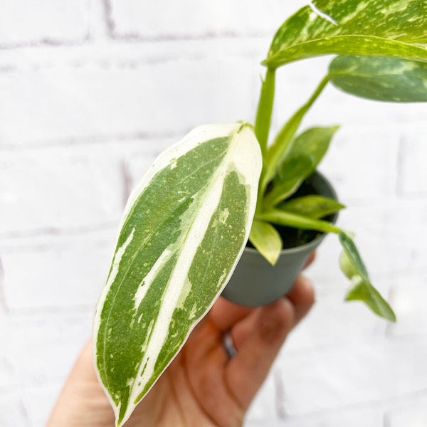 Philodendron Jose Buono House Plant 6cm Pot – Plants For All Seasons