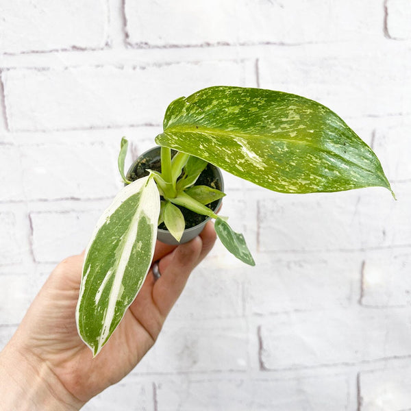 Philodendron Jose Buono House Plant 6cm Pot – Plants For All Seasons
